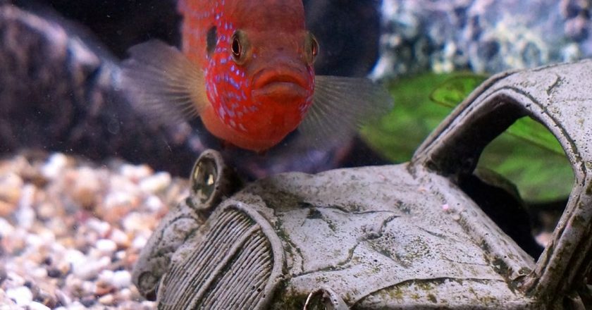 CatDogFish | Pet healthcare, expertly curated. Be the best pet parent ever