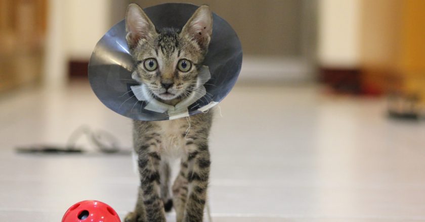 CatDogFish | A new breed of pet healthcare